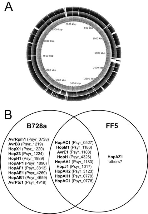 Comparison Of Genomes Of Pseudomonas Syringae Pv Syringae Psy Download Scientific Diagram