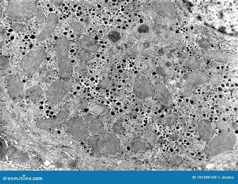 Mitochondria Micrograph Mitochondria Micrograph