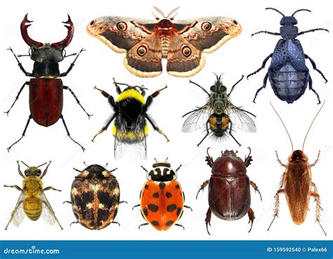 Set Of Insects Stock Photo Image Of Closeup Moth Ladybug