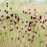 Кровохлебка лекарственная "Red Sunset" - купить саженцы в питомнике ...