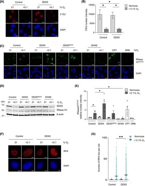 Rescuing Ddx5 Expression In Hypoxia Leads To Accumulation Of R‐loops Download Scientific