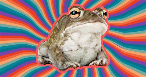 National Park Service Asks Visitors To Please Stop Licking Toads