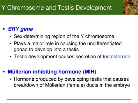 Ppt Development And Sex Determination Powerpoint Presentation Free Download Id 2140797