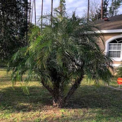 Pygmy Date Palm Care Tips On Growing Phoenix Roebelenii