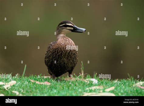 Black Duck Report Example At Lidia Adams Blog