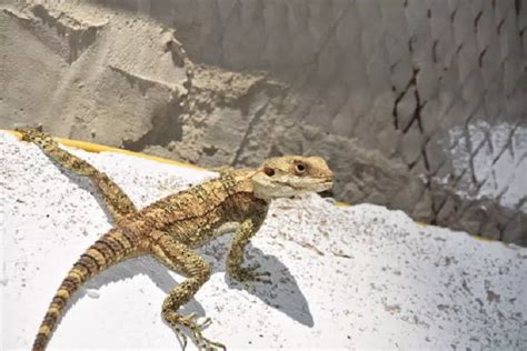 Tamu Tak Diinginkan Begini Cara Usir Tokek Dari Rumah Fajar