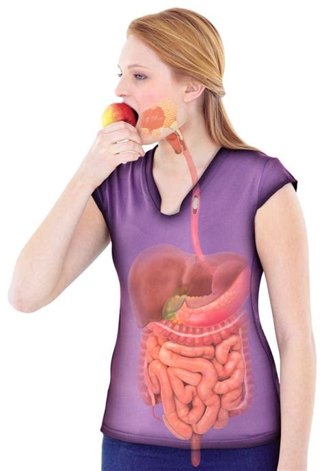 Quiz Yourself On Digestion Quiz Human Body Lessons Dk Find Out
