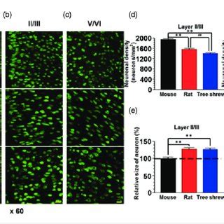The Anatomical Property Of The Brain In Tree Shrew A A Photo Of Tree Download Scientific