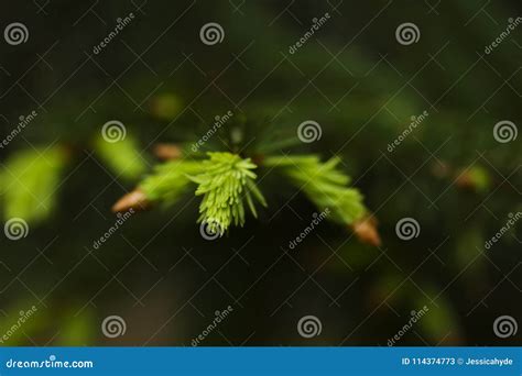 New Conifer Tree Neddles Growing Stock Image Image Of Plants Nature