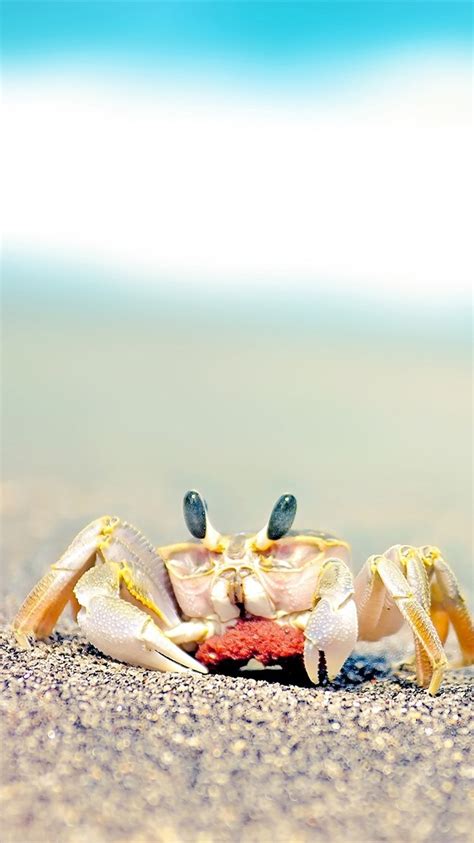 Hình ảnh con cua đẹp sinh động nhất Hình ảnh con cua đẹp sinh động nhất