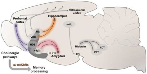 记忆处理中的α7烟碱乙酰胆碱受体 European Journal Of Neuroscience X Mol