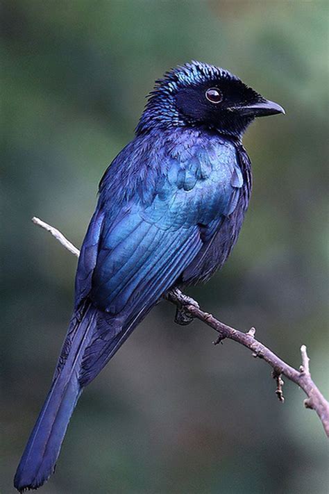 Lesser Racket Tailed Drongo Exotic Bird Photography