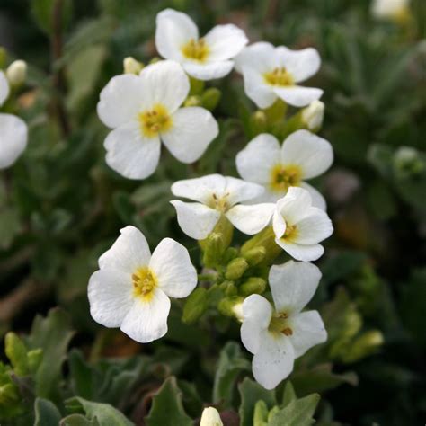 Arabis Caucasica Pixie Cream Plants Biennial Plants Large Plants Plants