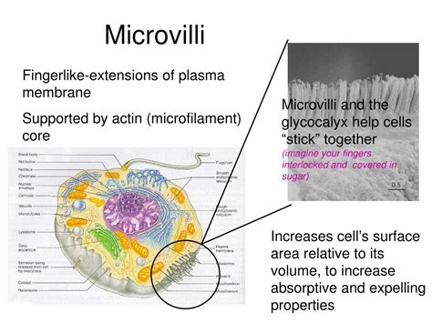 Ppt Chapter 3 Cytoplasmic Organelles And The Nucleus Powerpoint