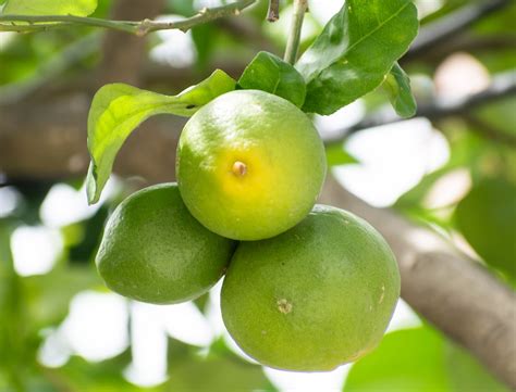 Домашно средство за бързо и трайно отслабване и изгаряне на коремни мазнини Домашна кухня с Дани