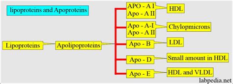 Lipoprotein Part 2 Low Density Lipoprotein LDL LDL Cholesterol Bad Cholesterol