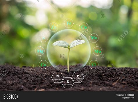 Tree Growing On Soil Image Photo Free Trial Bigstock