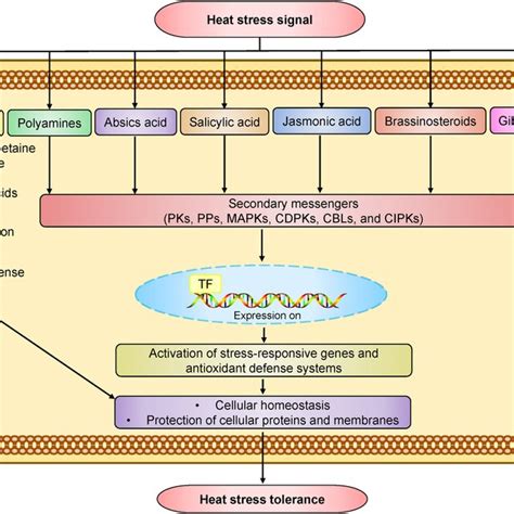 Schematic Layout Illustrating The Participation Of Several Osmolytes Download Scientific