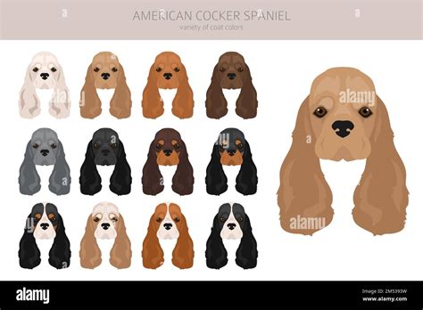 American Cocker Spaniel All Coat Colors Clipart All Dog Breeds