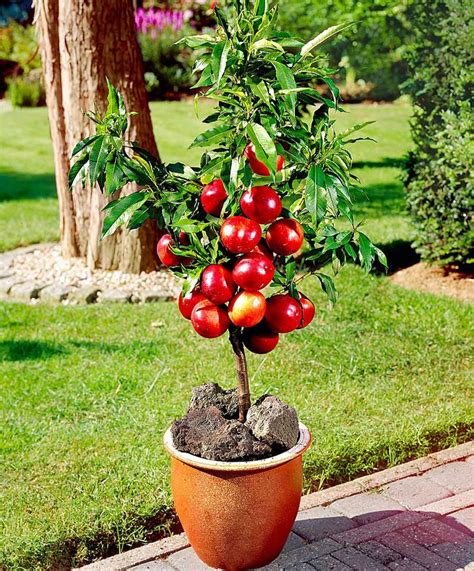 Best Dwarf Fruit Trees Images On Pinterest Orchards Dwarf Fruit Trees And Fruit Garden