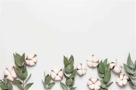 평평한 꽃 구성 밝은 회색 배경에 면화 꽃과 신선한 유칼립투스 나뭇 가지 상단보기 복사 공간 섬세한 하얀 면화 꽃 꽃 배경 인사말 카드 0명에 대한 스톡 사진 및 기타