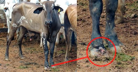 Problemas Relacionados Aos Cascos De Bovinos E O Impacto Negativo Na