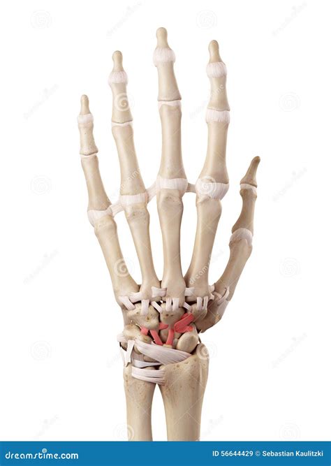 The Dorsal Intercarpal Ligaments Stock Illustration Illustration Of Body Phalanx 56644429