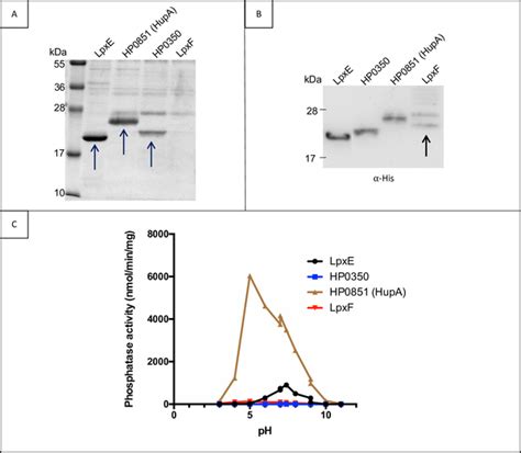 Cryo Em Structure Of A Functional Monomeric Photosystem I 54 Off
