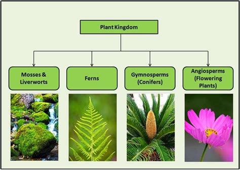Classification Of Plants Flowering And Nonflowering
