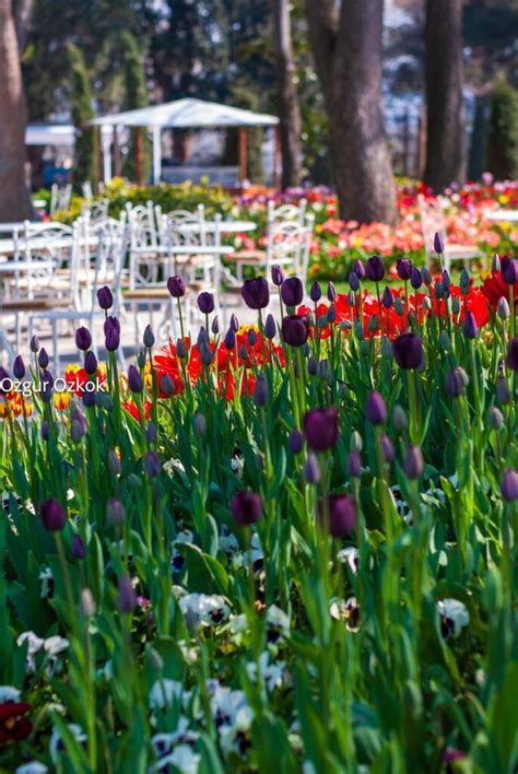 Romantic Tulip Escapades Özgür Özkök