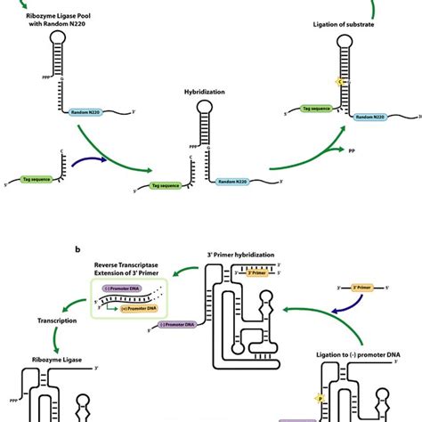 discontinuous and continuous selection of a ribozyme ligase download scientific diagram