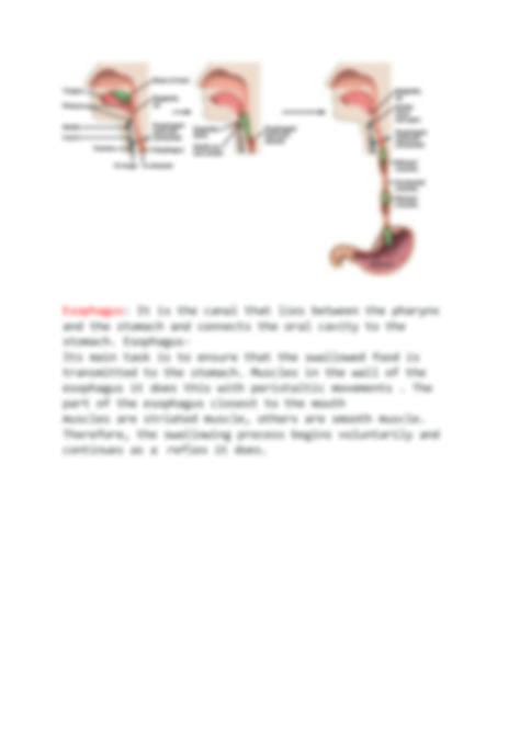 Solution Digestive System Organs Summary Illustrated Explanation