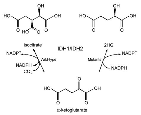 Isocitrate Structure