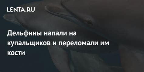 Дельфины напали на купальщиков и переломали им кости Звери Из жизни