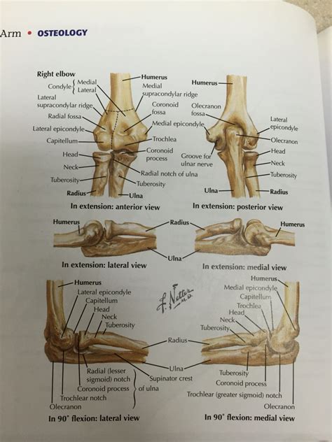 Olecranon 16 02 07 Ulnar Nerve Osteology Fossa