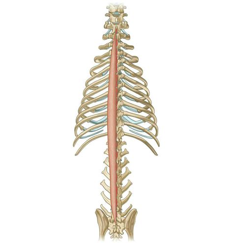Semispinalis Thoracis