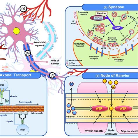 Schematic Representation Of The Main Adenosine Triphosphate Atp Download Scientific Diagram