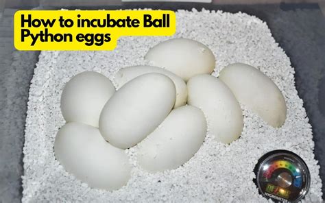 Ball Python Egg Incubation Ball Python Breeder Uk