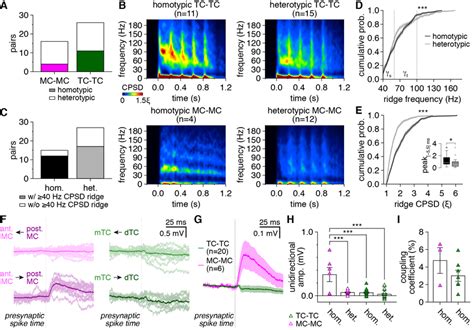 Greater Synchronization Of Tc Than Mc Firing Extends Across Distinct