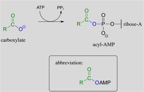 Acyl Phosphate