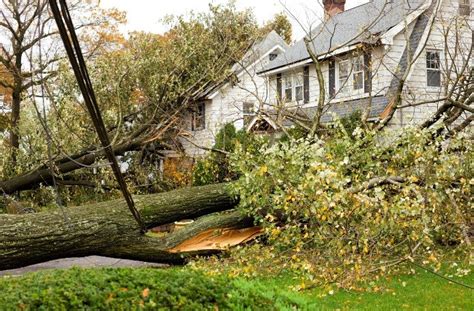 Hazardous Tree Removal Tree Services In Crown Point