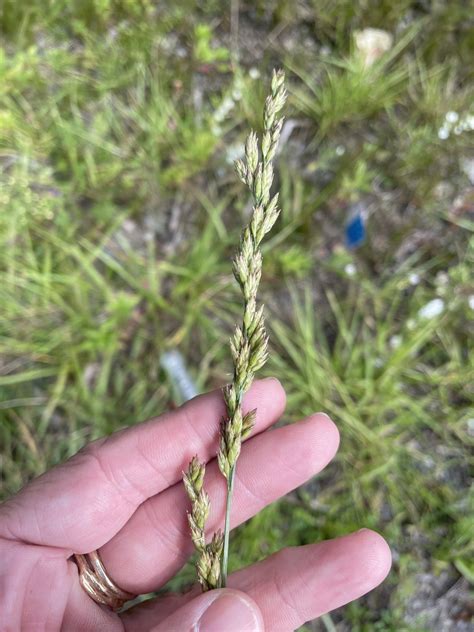 Ryegrasses From Pa 36 Brookville Pa Us On September 29 2023 At 03
