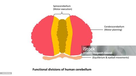 Functional Divisions Of Human Cerebellum Stock Illustration Download Image Now Cerebellum