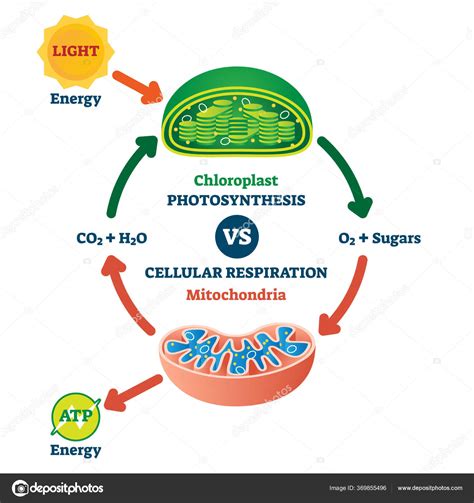 Difference Between Mitochondria And Chloroplast Bio D Vrogue Co
