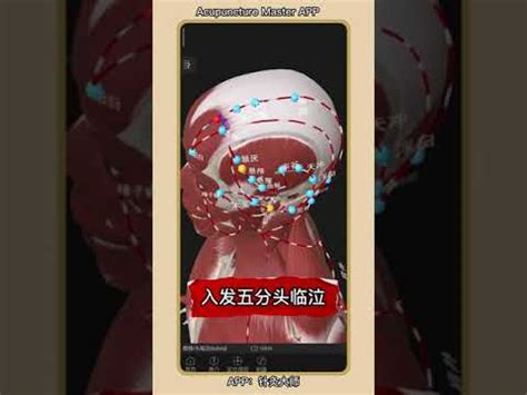 足少陽膽經 針灸推拿治療頭痛耳鳴暈眩三叉神經痛婦科疾病四肢麻卑半身不遂精神疾病失眠等 中醫 中藥 食療 針灸 推拿
