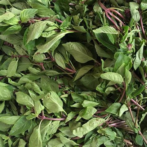 九层塔金不换泰式罗勒叶三杯鸡冬阴功香料thai Basil100g 1份包邮虎窝淘