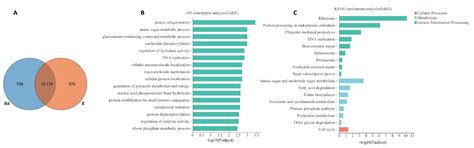 Processes Free Full Text Time Course Transcriptome Analysis Reveals