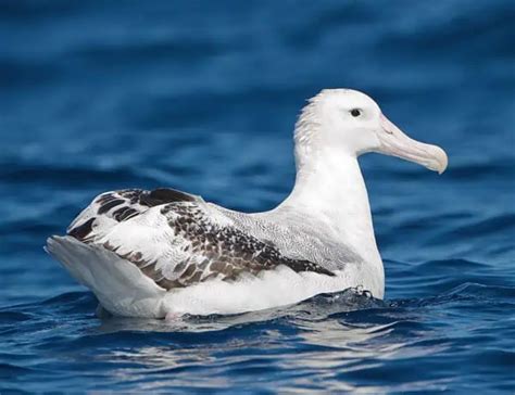 22 Types Of Albatross Species Facts And Photos