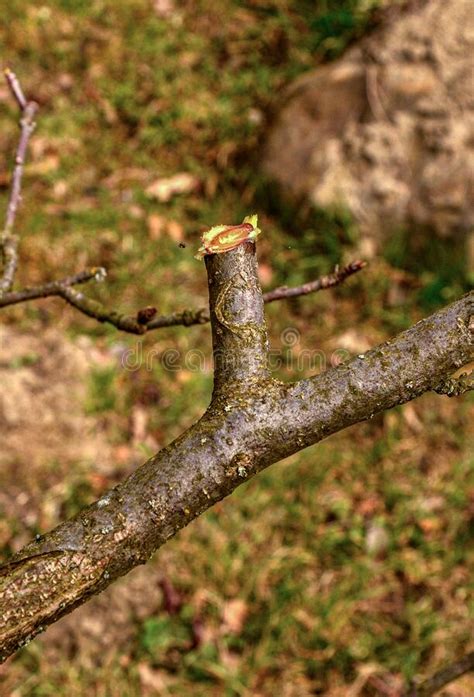Improper Pruning Of Trees Using Heading Cuts Stock Image Image Of