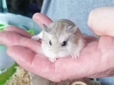 Robo Dwarf Hamster Babies